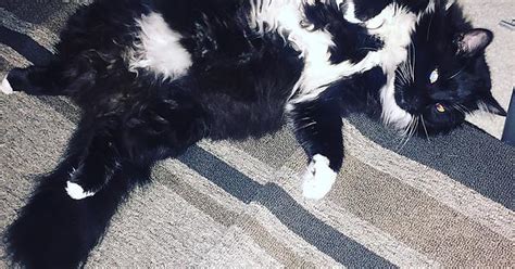 Too Much Catnip Album On Imgur