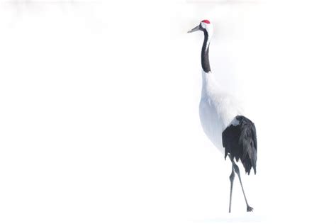 Red Crowned Crane Tancho Photograph By Kiran Joshi Pixels