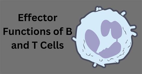Effector Functions Of B And T Cells