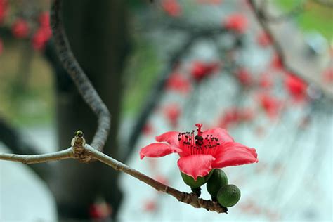 木棉摄影图片免费下载 精品木棉摄影图素材大全 熊猫办公