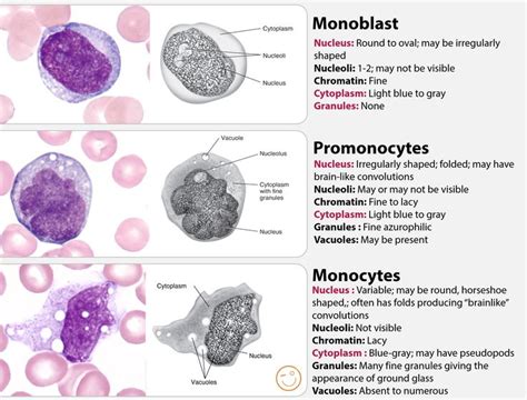An Image Of Different Types Of Organ Tissue