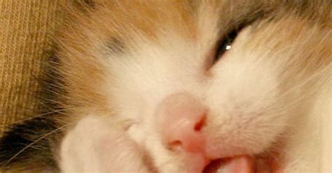 Micro Derp Imgur