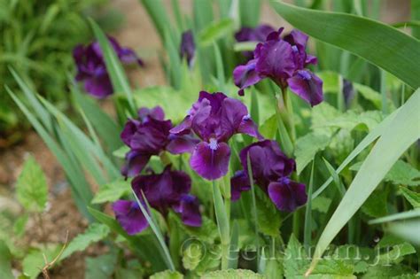 Iris Hybrid Dwarf Type 種まきびとブログ