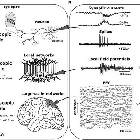 Pdf Tuning Pathological Brain Oscillations With Neurofeedback A