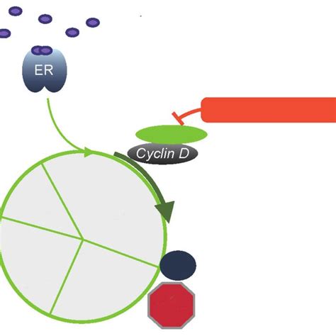 The Cell Cycle And Regulatory Process There Are Four Phases In The Download Scientific Diagram