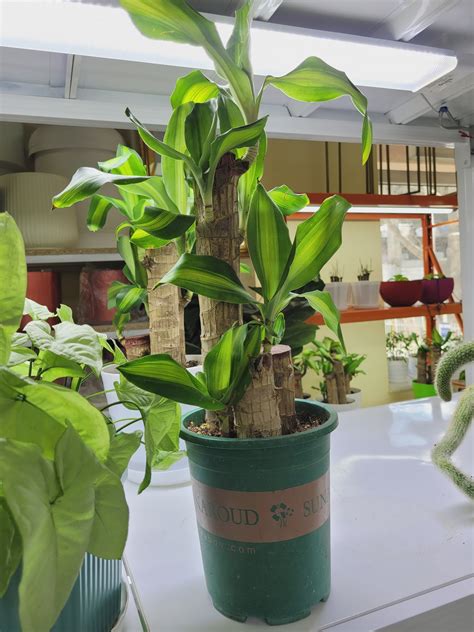 Аз жаргалтай цэцэгс Added A New Photo Аз жаргалтай цэцэгс