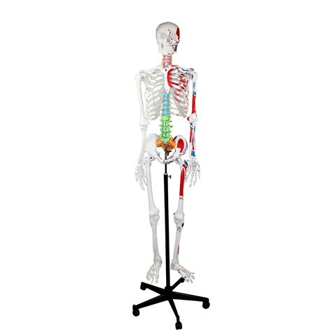 Walter Full Size Skeleton W Muscles And Color Coded Spinal Column Skeletons Skeletal System