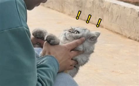 小猫咪是不可以随便乱亲的 田园猫宝 田园猫宝 哔哩哔哩视频