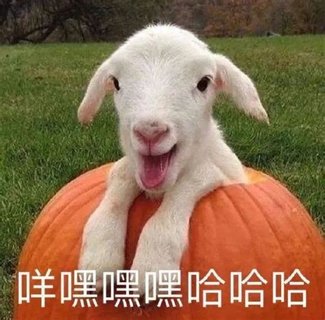 可爱小羊坐在南瓜上，咧嘴大笑“咩嘿嘿哈哈”超萌 表情包｜让我摸摸你的牛志表情包图片动图 求表情网 斗图从此不求人