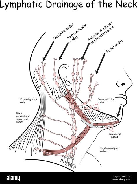 Lymph Node Location Of Head And Neck Lymph Massage