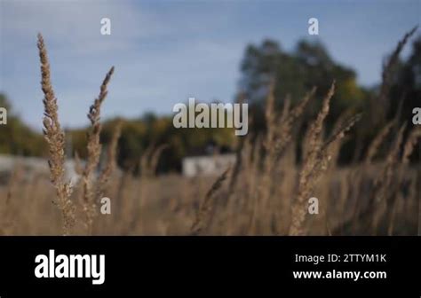 Stem Spike Stock Videos And Footage Hd And 4k Video Clips Alamy