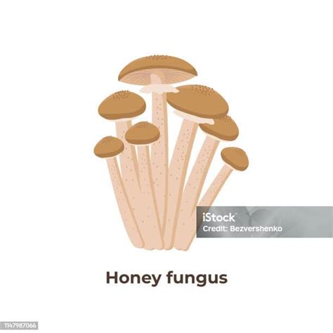 흰색 배경에 고립 된 꿀 향나무 버섯 평면 디자인에서 벡터 일러스트 레이 션 Honey Fungus에 대한 스톡 벡터 아트 및
