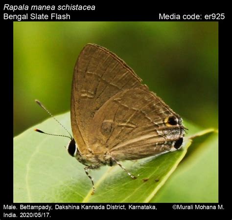 Rapala Manea Butterfly