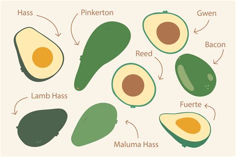 Avocado Varieties Archivos Crowdfarming Blog