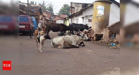 Stray Cattle Menace Times Of India