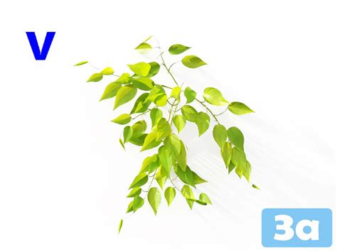 Sketchup Tree Model High Quality 3d Model For Architectural Visualization