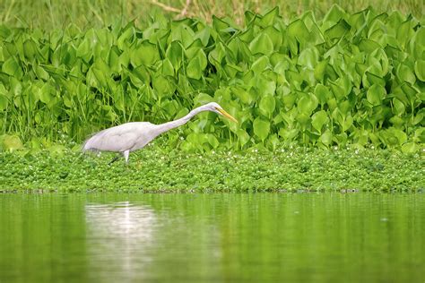 Great Egret Guarinocito Caldas Colombia 8 Photograph By Adam Rainoff