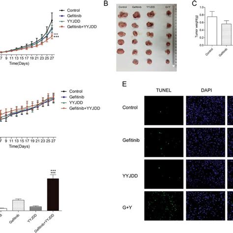 Yyjdd Enhanced Gefitinib Induced Apoptosis In H1975 Cells H1975 Cells