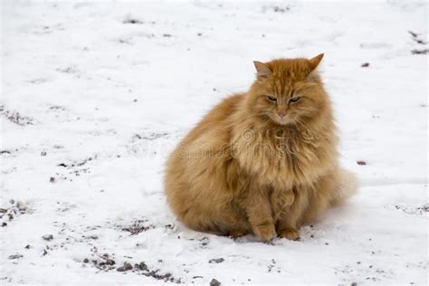 1 995 Gruby Kot Zdjęć Stockowych Bezpłatne I Z Licencją Royalty Free Od Dreamstime