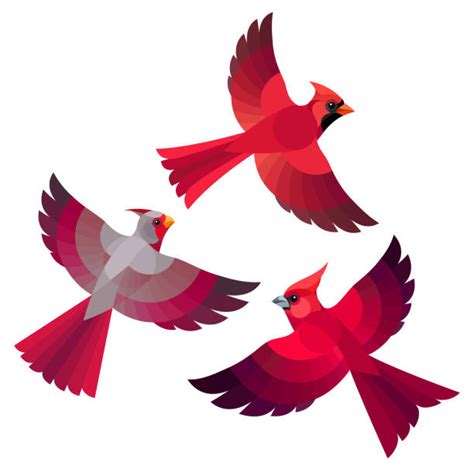 Cardinal Flying Illustrations Royalty Free Vector Graphics And Clip Art
