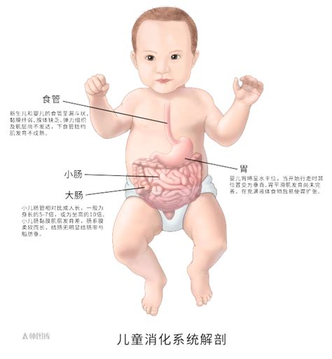 儿童消化系统解剖（标注版） 医学插画