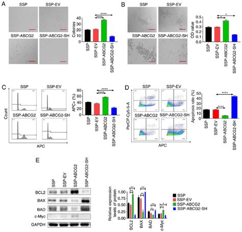 Abcg2 Influences The Proliferation And Migration Of Gemcitabine Treated