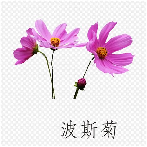 波斯菊PNG图片素材下载 图片编号ydjzrzpy 免抠素材网