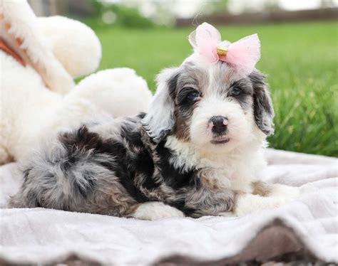 Best New Jersey Sheepadoodles Available — Crockett Doodles