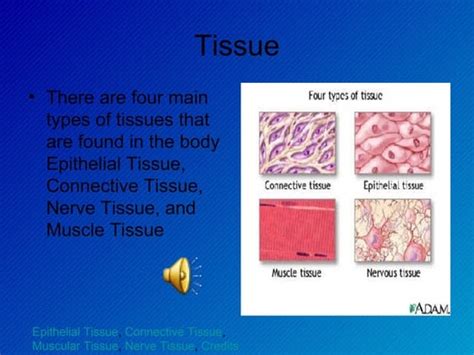 Basics Of Tissue Ppt