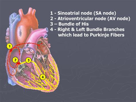 Heart Conduction System Ppt Download