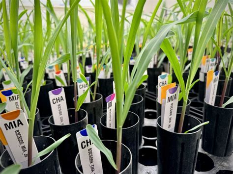 Impulsan Tecnología Que Reducirá Uso De Fertilizantes Nitrogenados