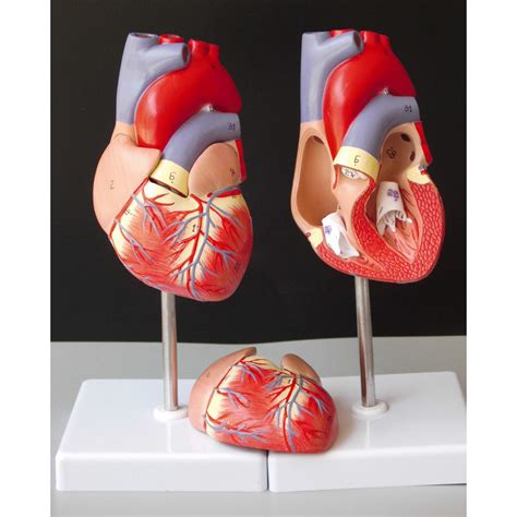 Life Size Human Heart Model Anatomical Cardiac Model Learning Lab