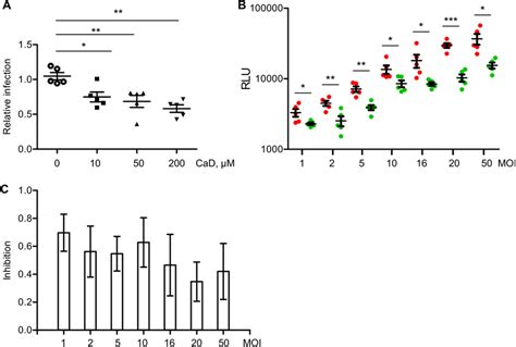 Cad Inhibits Endothelial Cell Infection With Sars Cov 2 Download