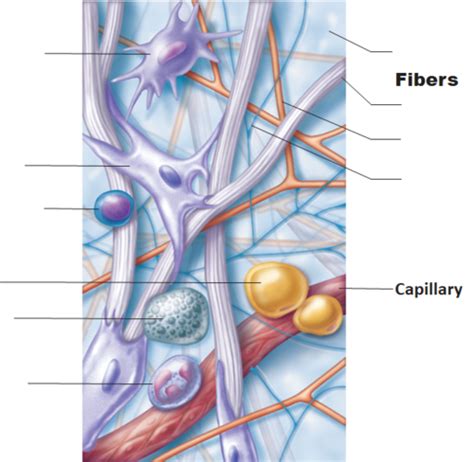 Connective Tissue Flashcards Quizlet