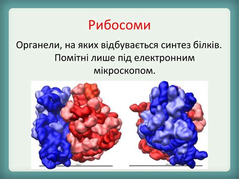 Будова рослинної та тваринної клітини 6 клас презентация онлайн