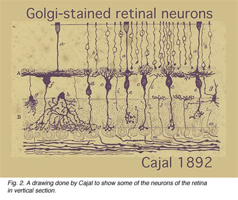 Outer Plexiform Layer By Helga Kolb Webvision