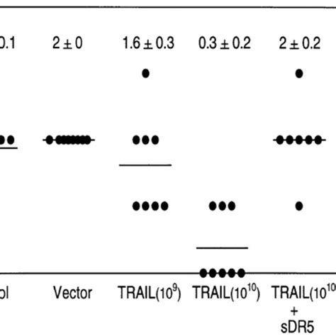 Exacerbation Of Collagen Induced Arthritis By Trail Blockade Groups Of Download Scientific