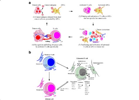 Cancer Immunity Cycle And T Cell Exhaustion In The Tumor Ecosystem A
