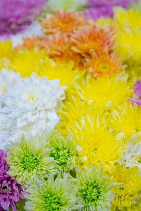 Les Chrysanth Mes Sont Les Usines Fleurissantes Du Genre Chrysanth Me