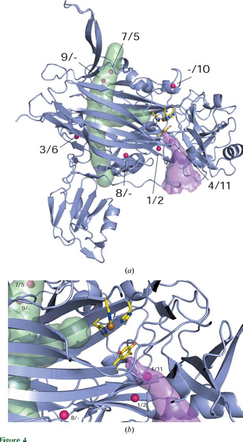 Figure 4 From Protein Structure Communications Structural Biology And Crystallization