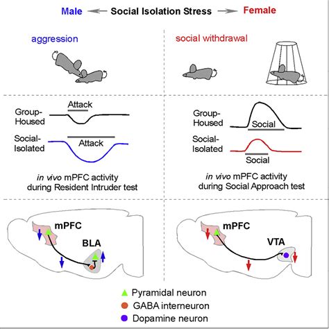 Neural Circuits And Activity Dynamics Underlying Sex Specific Effects