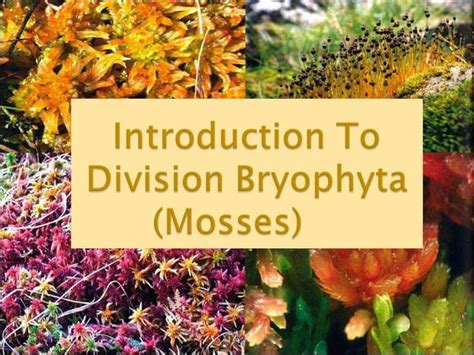 Structural Variations In Reproductive Structures Of Division Bryophyta