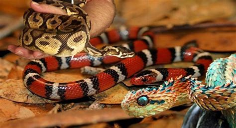 Exotic Pets Snakes Dl4u Pets
