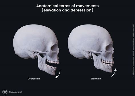 Anatomical Terminology Encyclopedia Anatomy App Learn Anatomy
