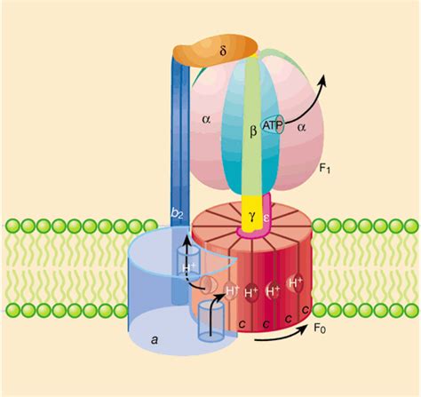 Adenosine Triphosphate Wikilectures