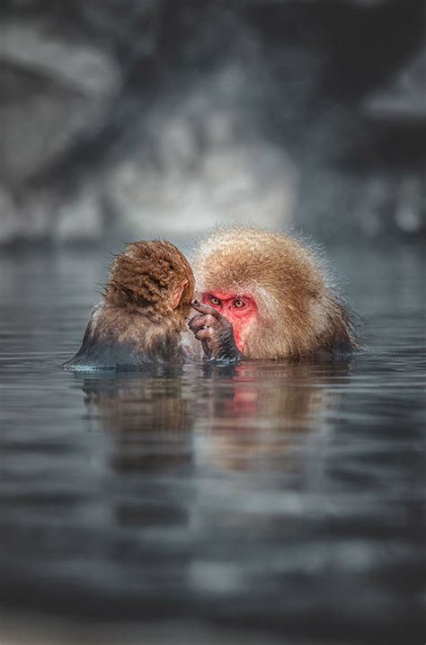 The World Photography Organisation Reveals The National And Regional