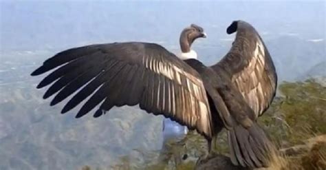 Après 2 Ans De Captivité Un Superbe Condor Est Remis En Liberté Voici Son Envol En Vidéo