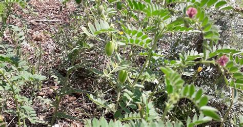 Chroniques d un potager vers l agroécologie Les pois chiche ne produisent pas beaucoup