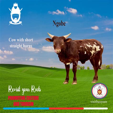 Cows Ente Bunyoro Kitara Usa
