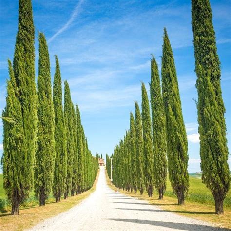 Italian Cypress Tree